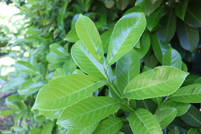 English Laurel (Prunus laurocerasus) – Secret Orchard Nursery