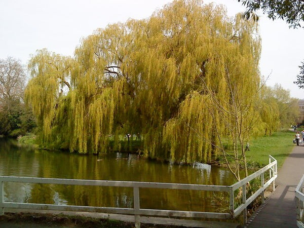 Prairie Cascade Weeping Willow Tree Salix babylonica – Secret Orchard ...