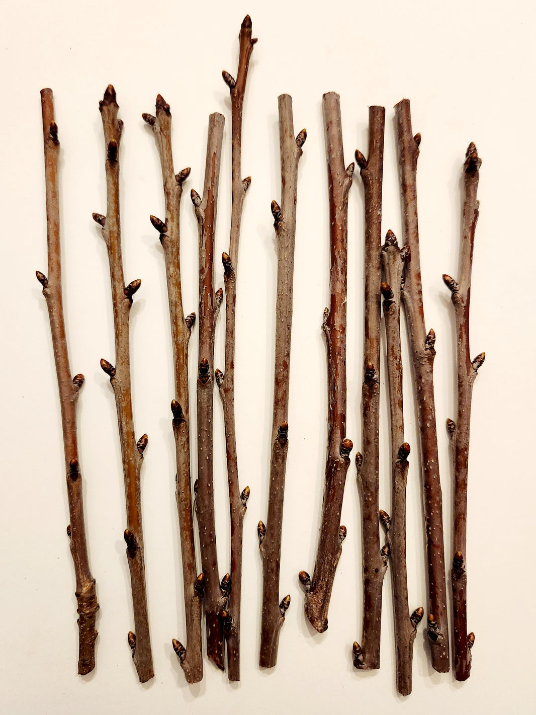 Scion wood – Secret Orchard Nursery